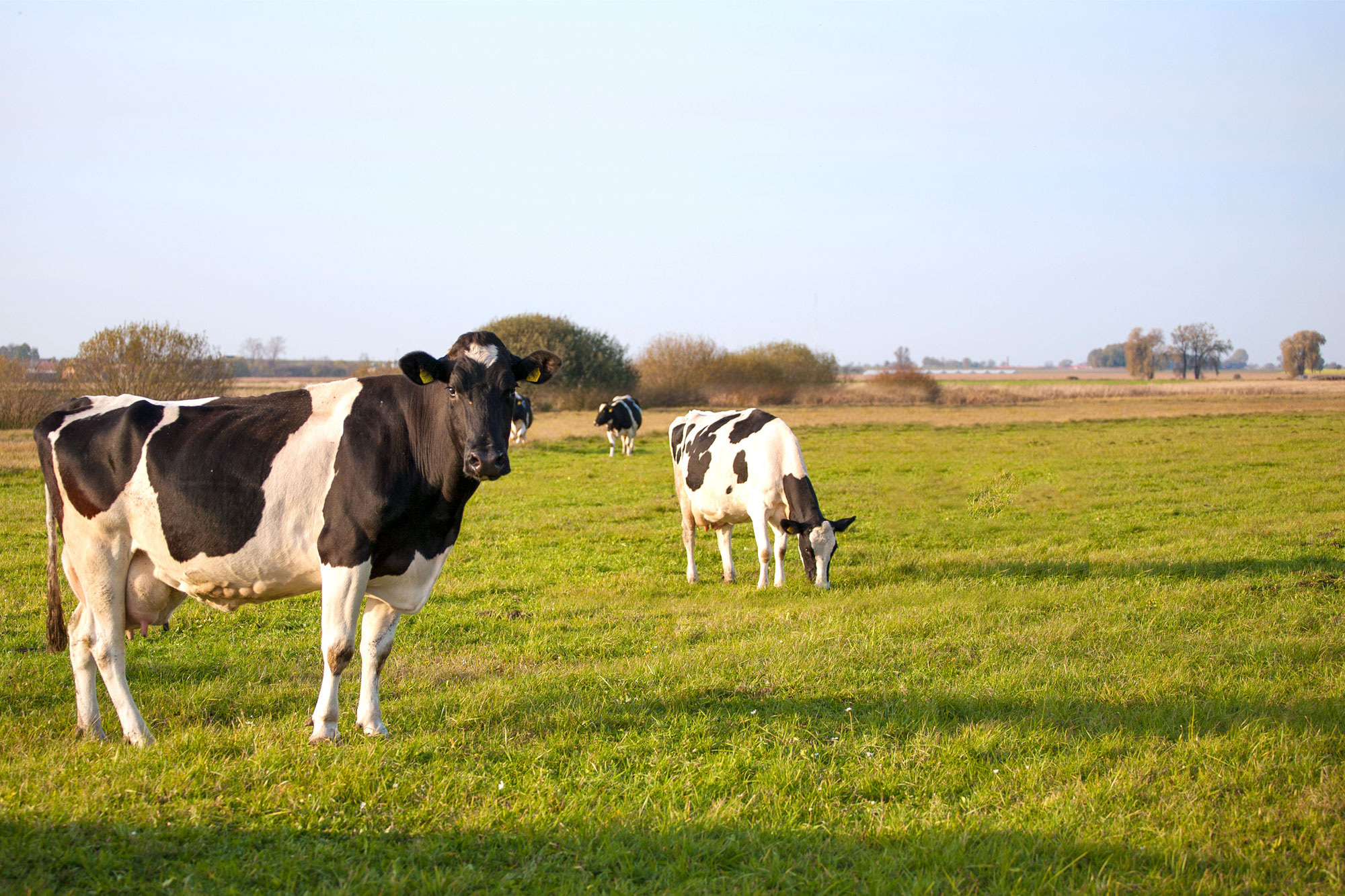 Our Farms - Green Field Farms
